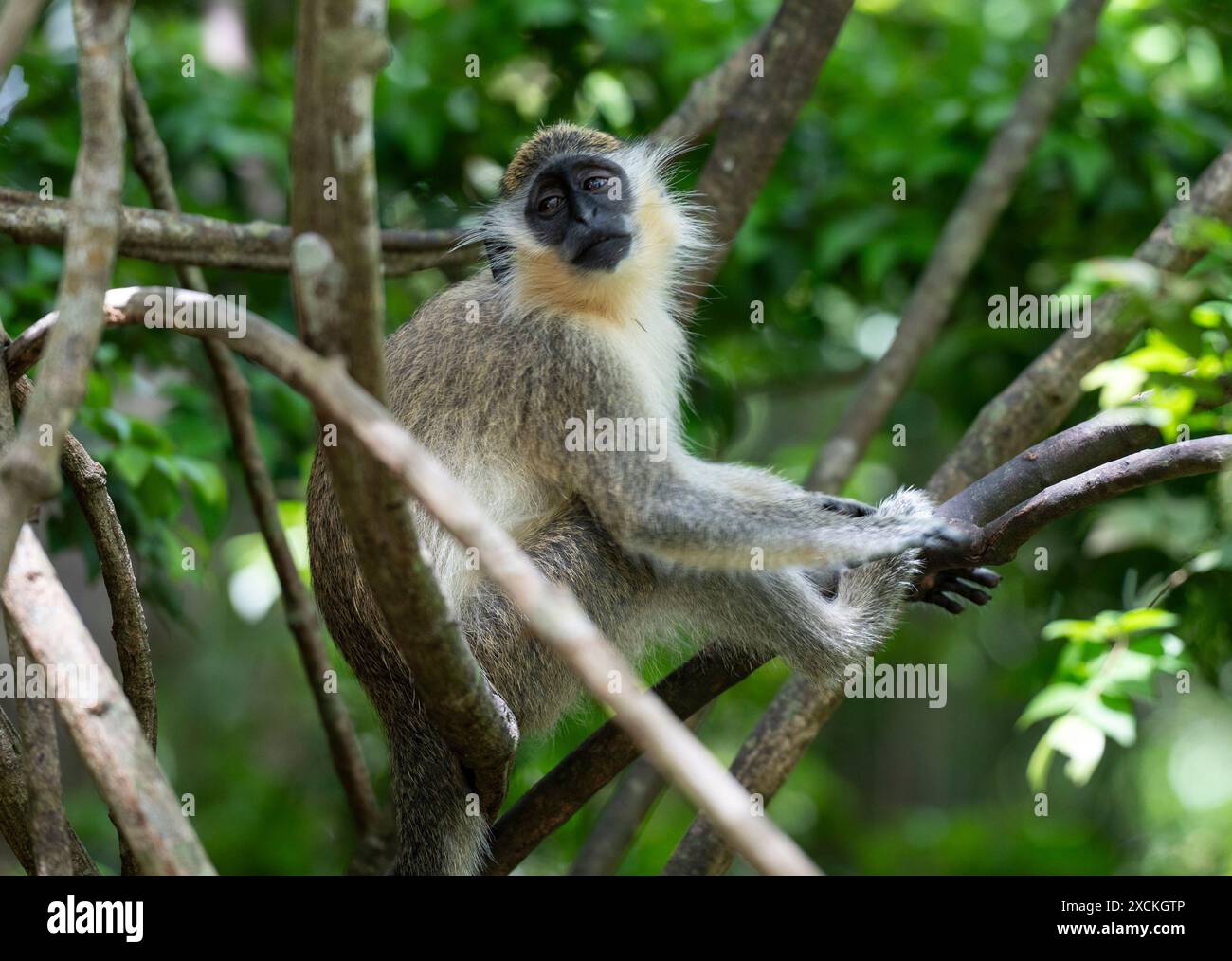Green monkey at the Barbados Wildlife Reserve, Saint Peter, Barbados ...