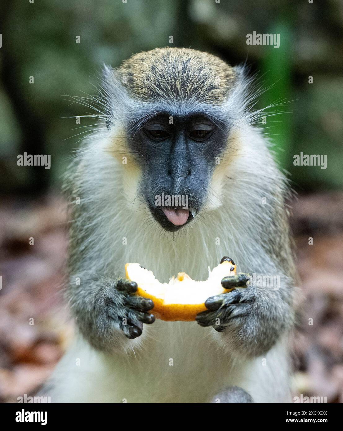 Green monkey at the Barbados Wildlife Reserve, Saint Peter, Barbados Credit: Ian Jacobs Stock ...