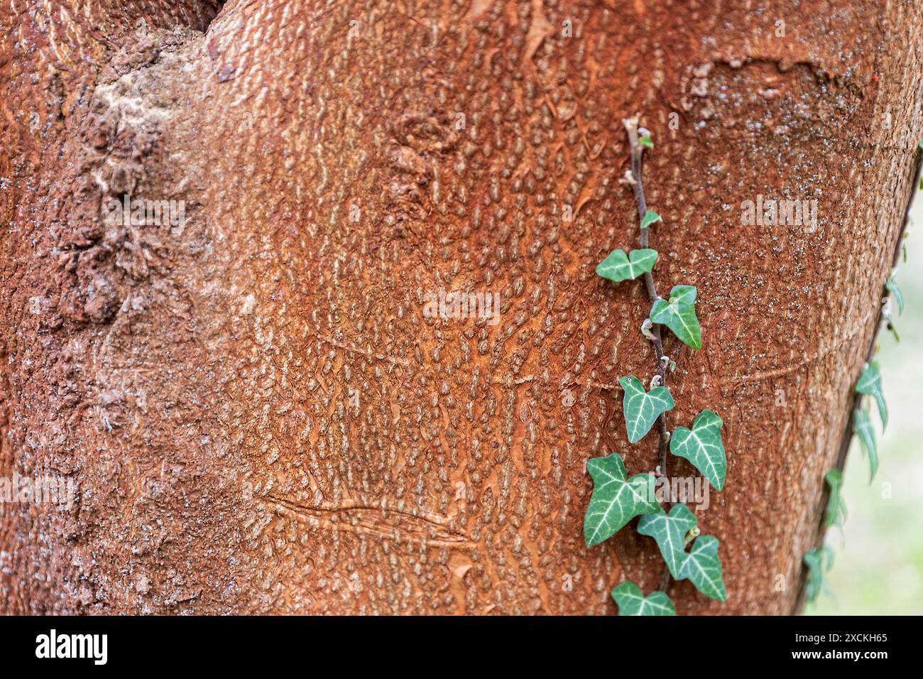 Sycamore hedge hi-res stock photography and images - Alamy