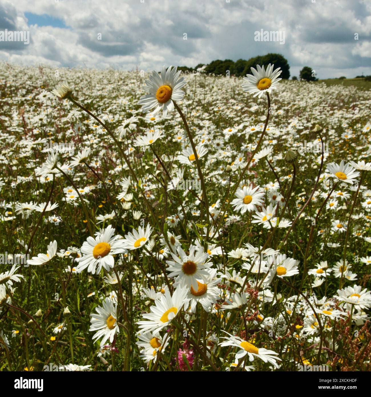 Cotswold daisies hi-res stock photography and images - Alamy