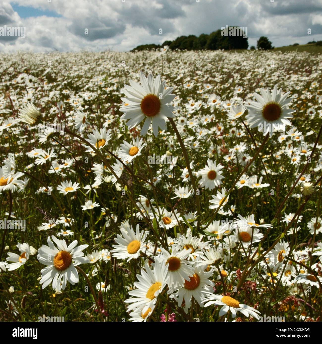 Cotswold daisies hi-res stock photography and images - Alamy