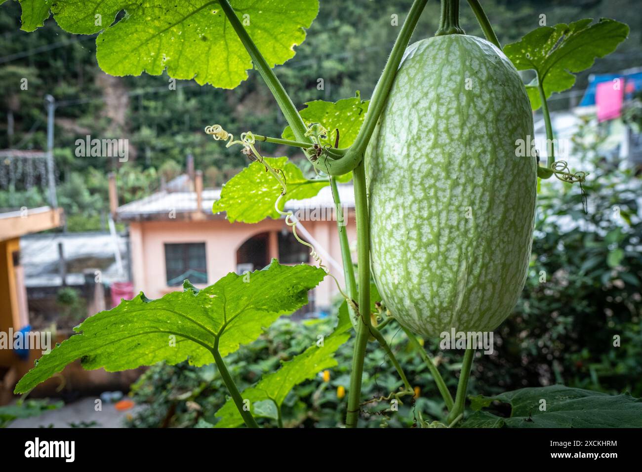 Cucurbita latin for gourd hi-res stock photography and images - Alamy