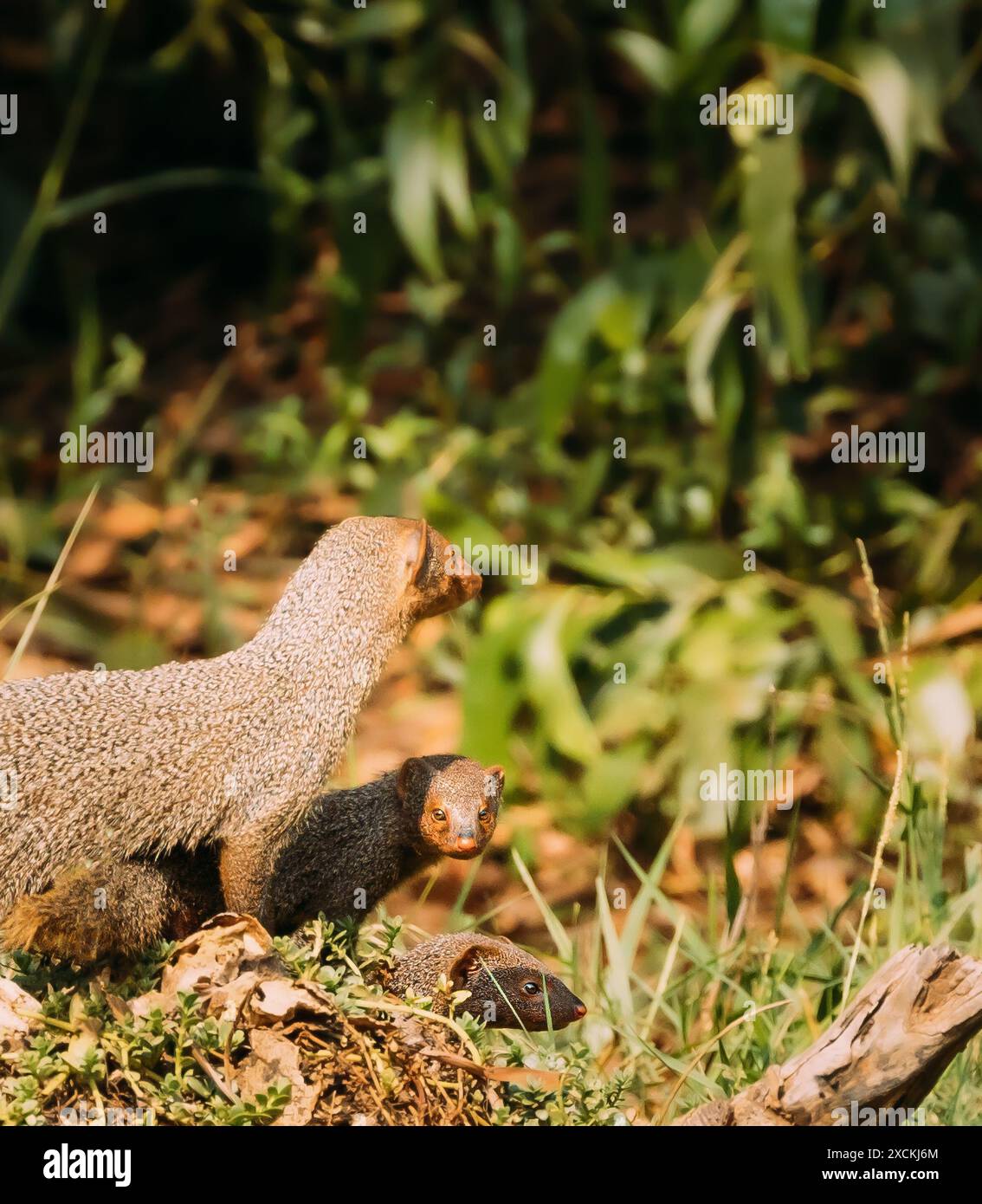 Goa, India. Three Indian Grey Mongoose Sitting On Stump In Sunny Day ...