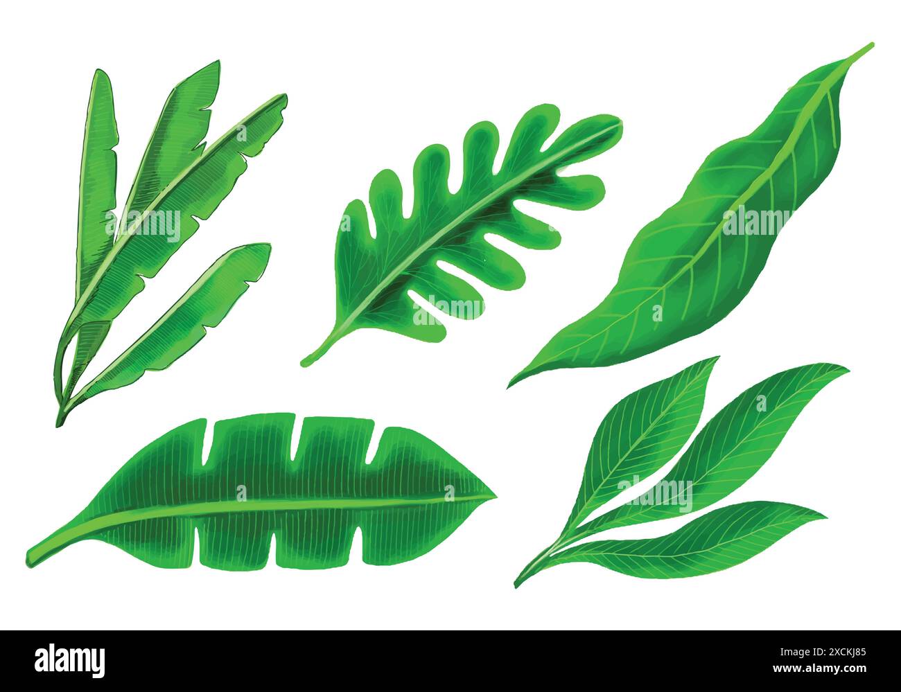 Realistic green tropical plants Stock Vector Images - Alamy