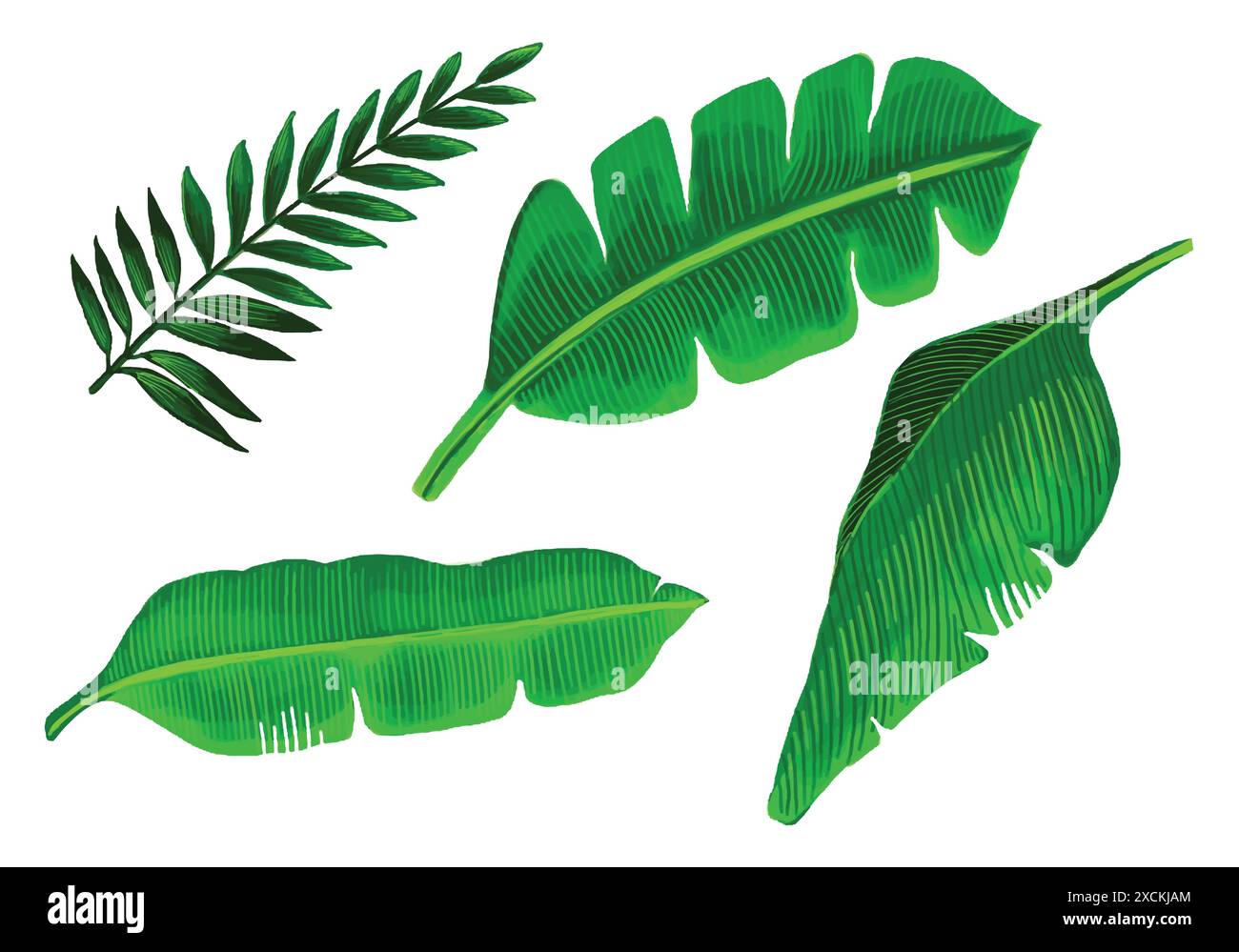 Realistic green tropical plants Stock Vector Images - Alamy