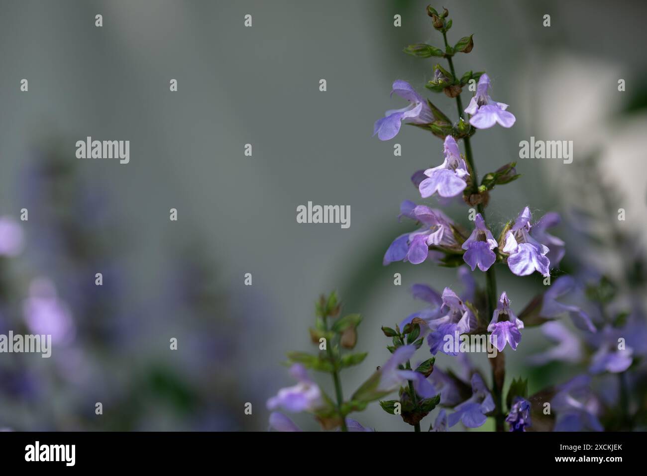 Blooming sage, Salvia nemorosa. Salvia nemorosa plant growing in garden ...