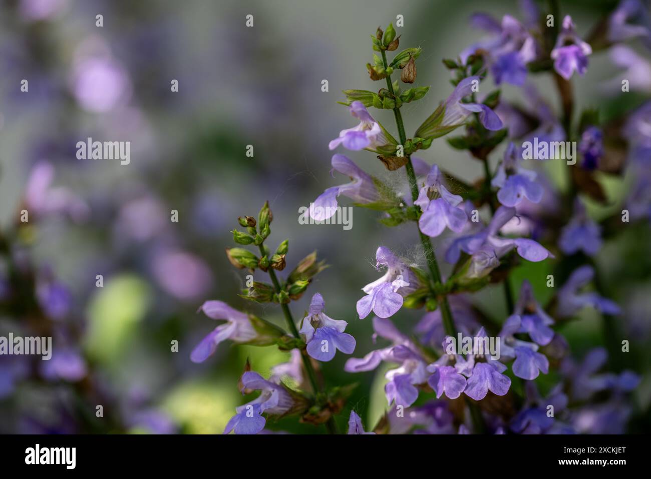 Desert sage plant hi-res stock photography and images - Alamy