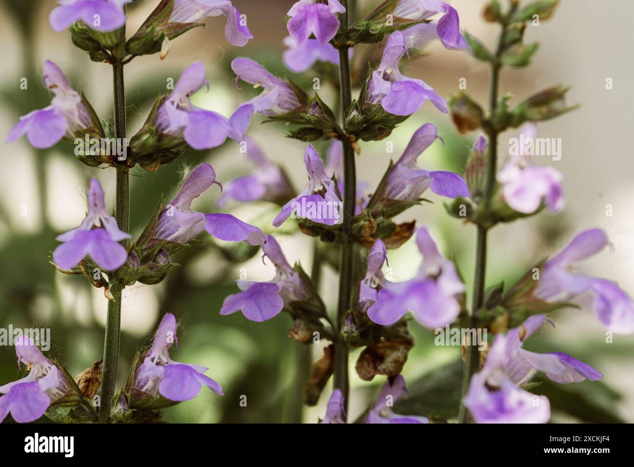 Blooming sage, Salvia nemorosa. Salvia nemorosa plant growing in garden ...