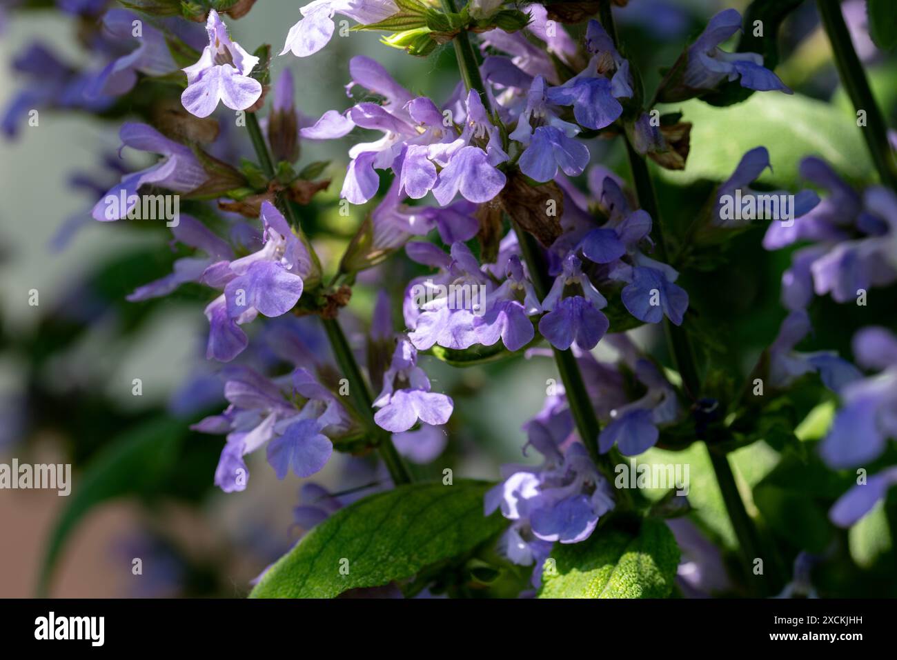 Blooming sage, Salvia nemorosa. Salvia nemorosa plant growing in garden ...
