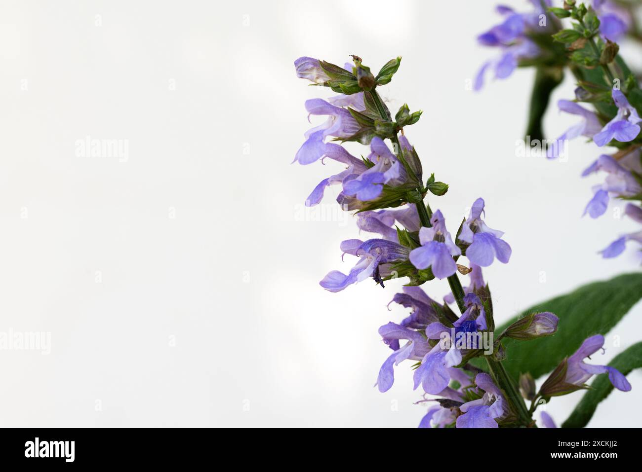 Blooming sage, Salvia nemorosa. Salvia nemorosa plant growing in garden ...
