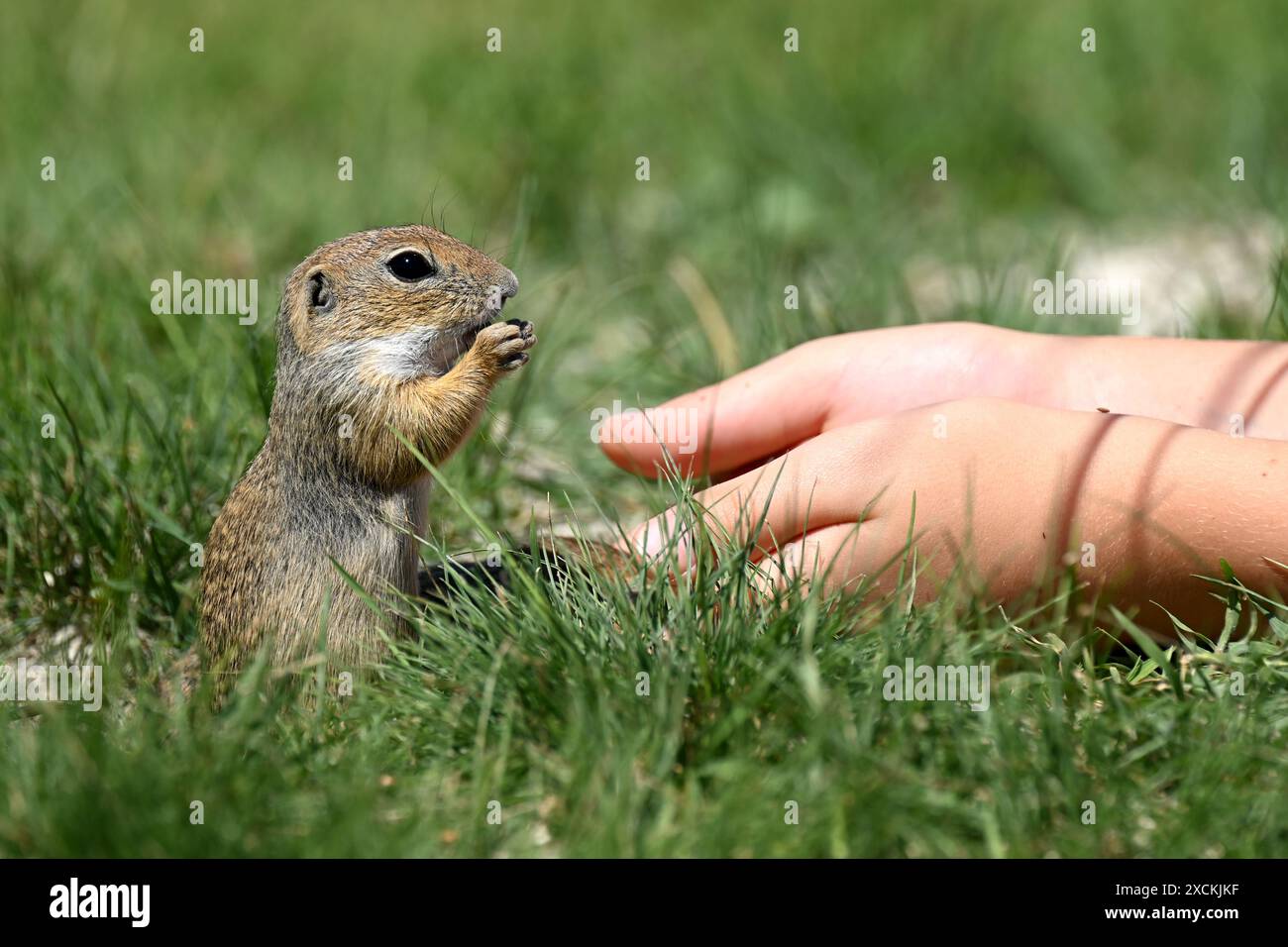 Human feeding squirrel hi-res stock photography and images - Alamy