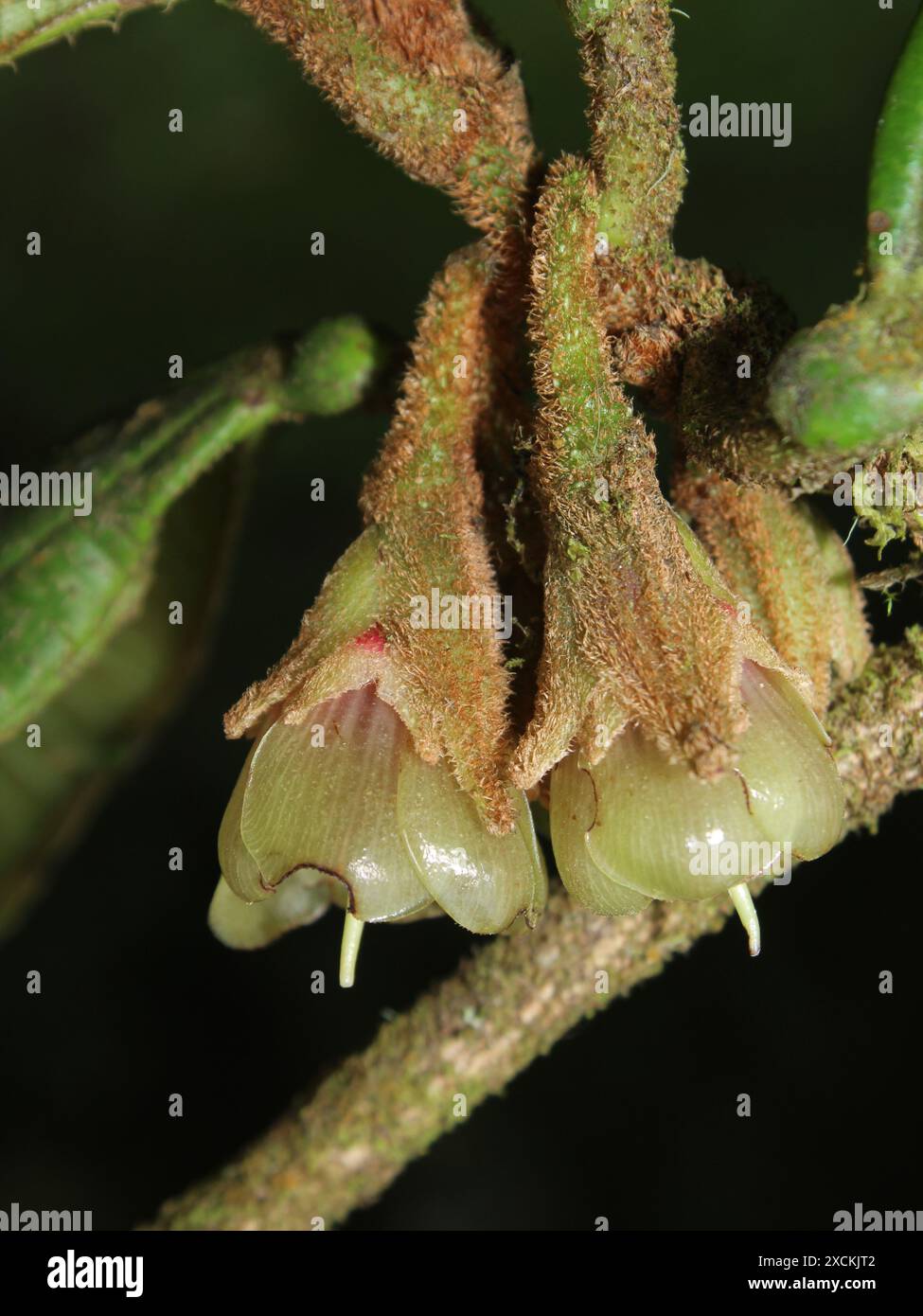 Pendulous flowers of Blakea austin-smithii Stock Photo - Alamy