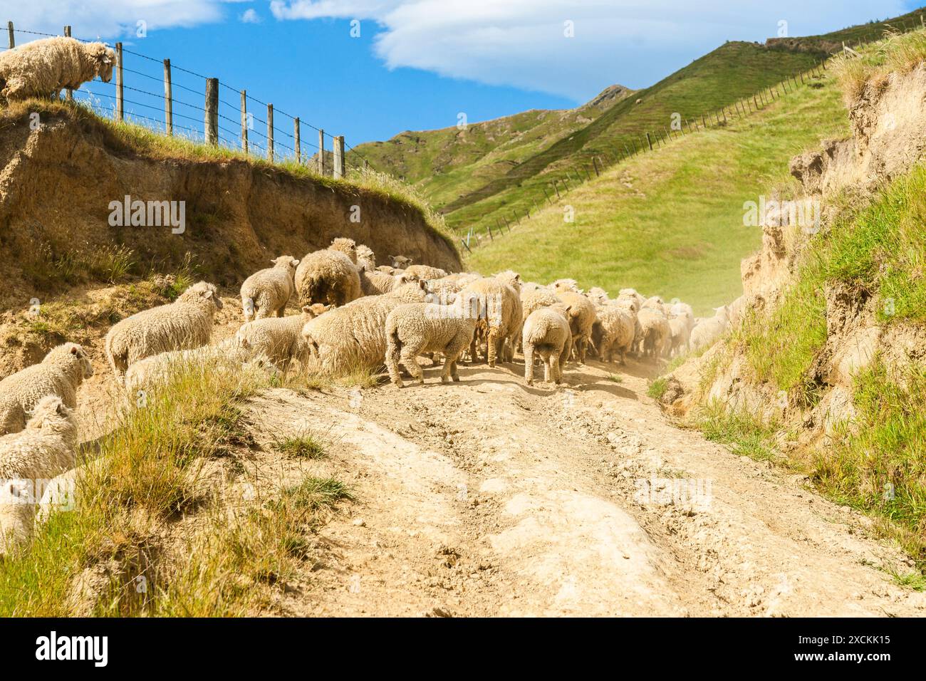Sheep moving up dusty farm track In New Zealand Stock Photo - Alamy