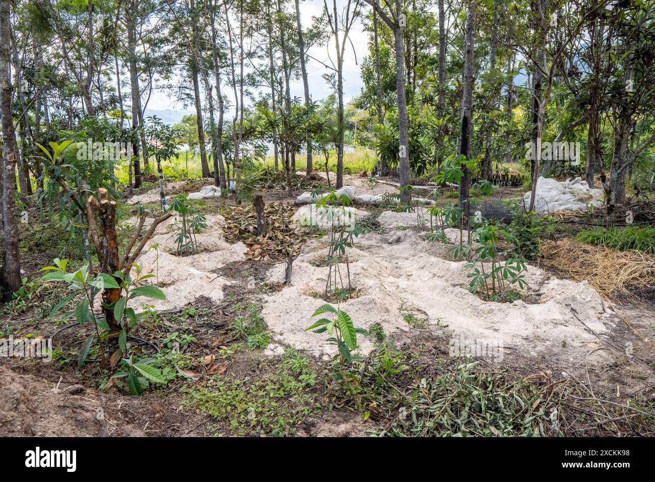 Agricultura de guatemala hi-res stock photography and images - Alamy