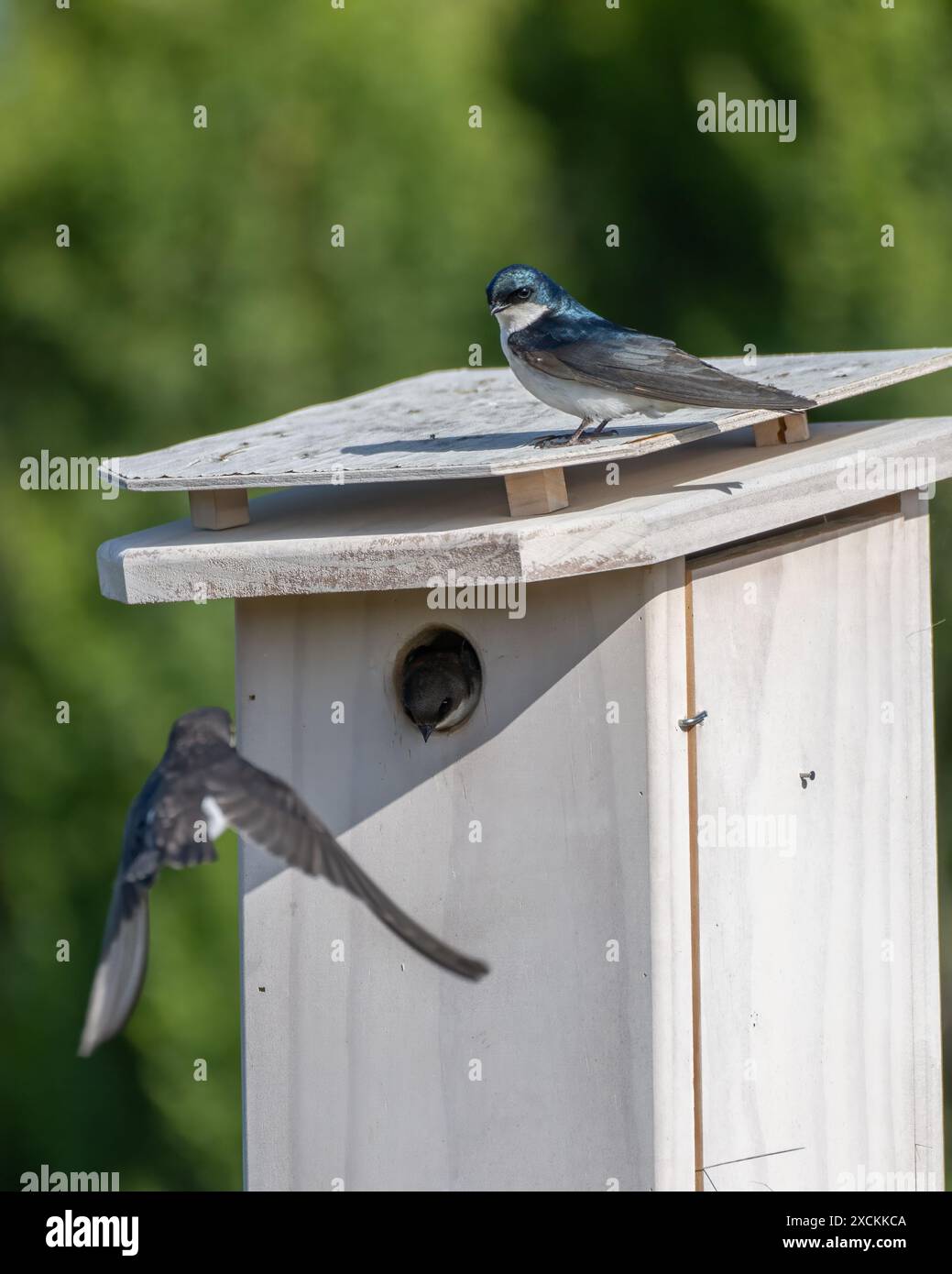 Pair of Barn Swallows care for their young fledgling peeking out from ...