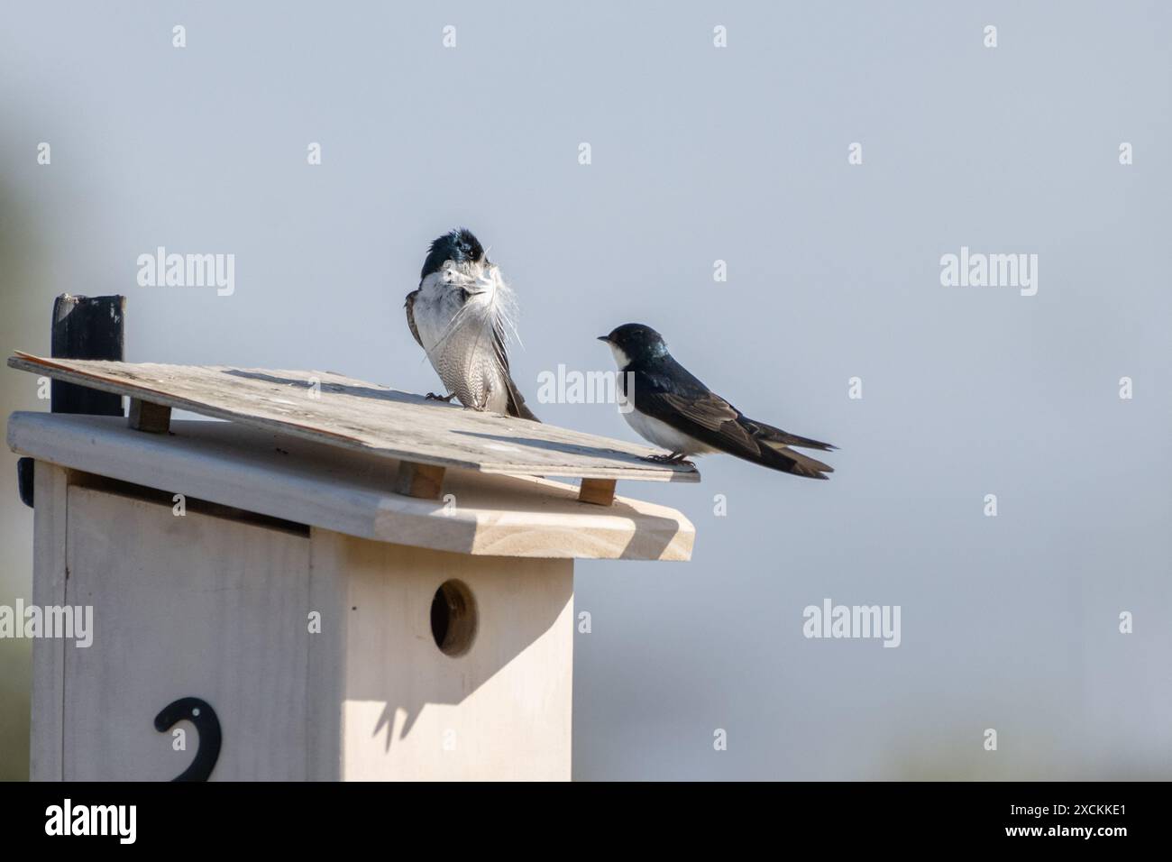 Pair of Barn Swallows care for their young fledgling by carrying large ...