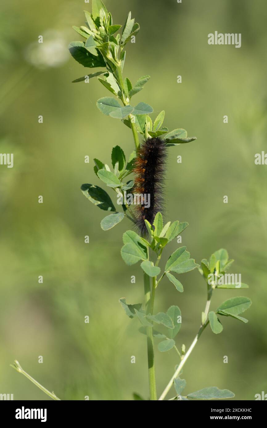 Woolly Bear black fuzzy caterpiller eagerly eats the springtime ...