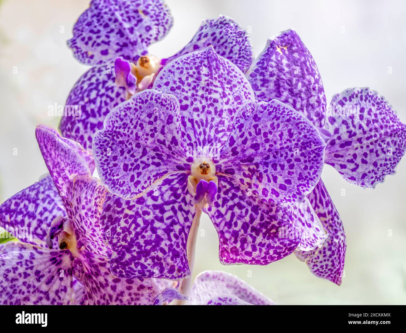Purple spotted orchids Stock Photo - Alamy