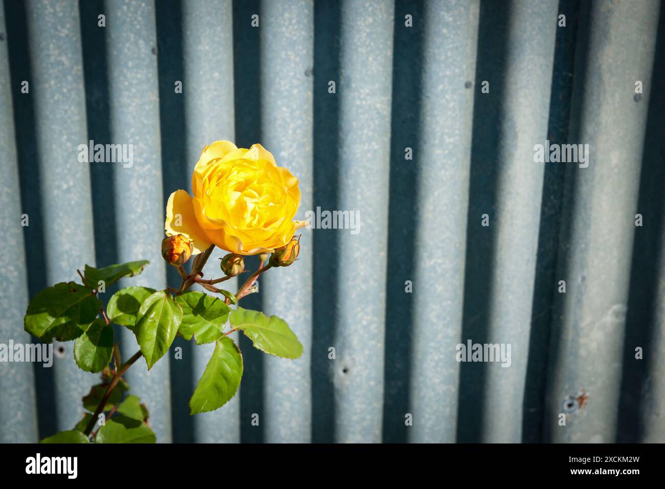 Contrast of bright yellow rose growing against rustic exterior ...