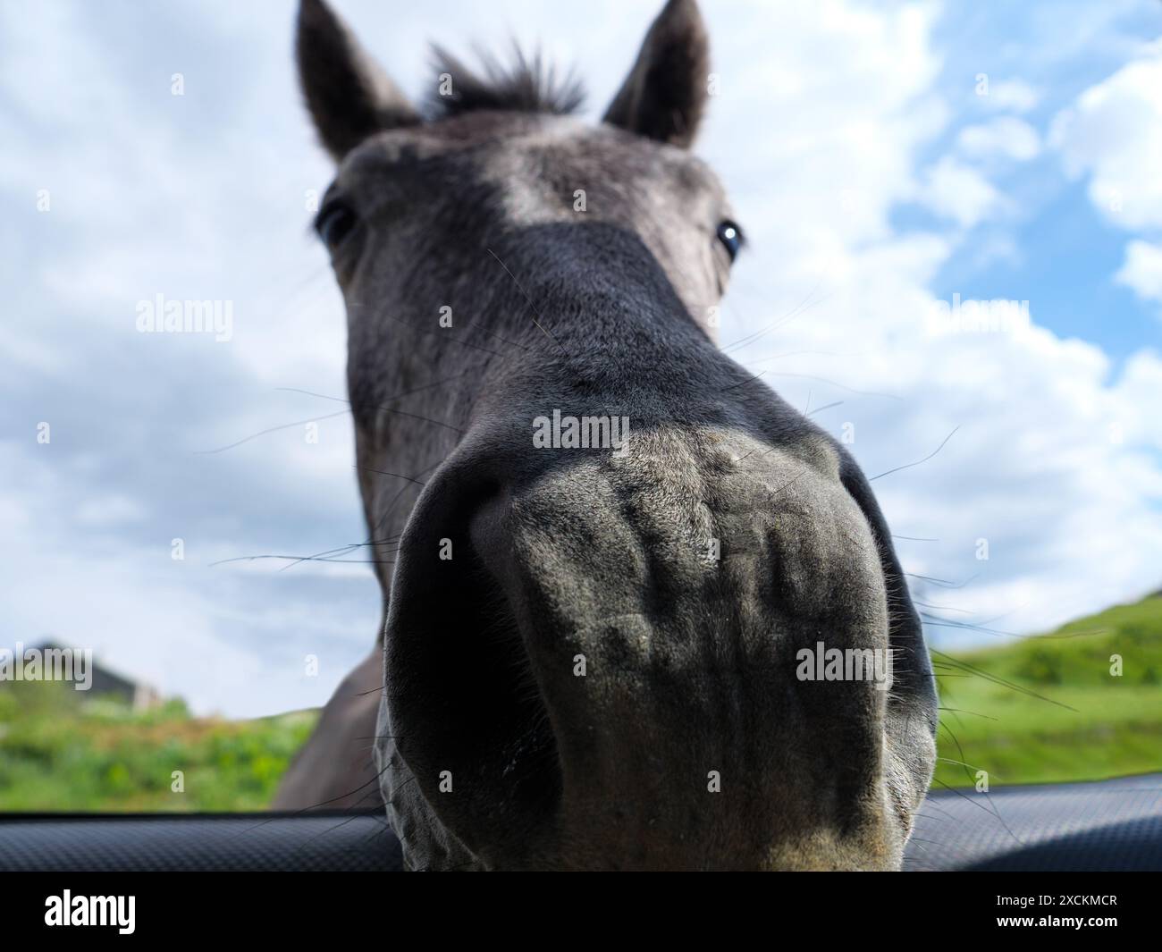 A close-up of a curious horse nose, peeking into a car window with a ...