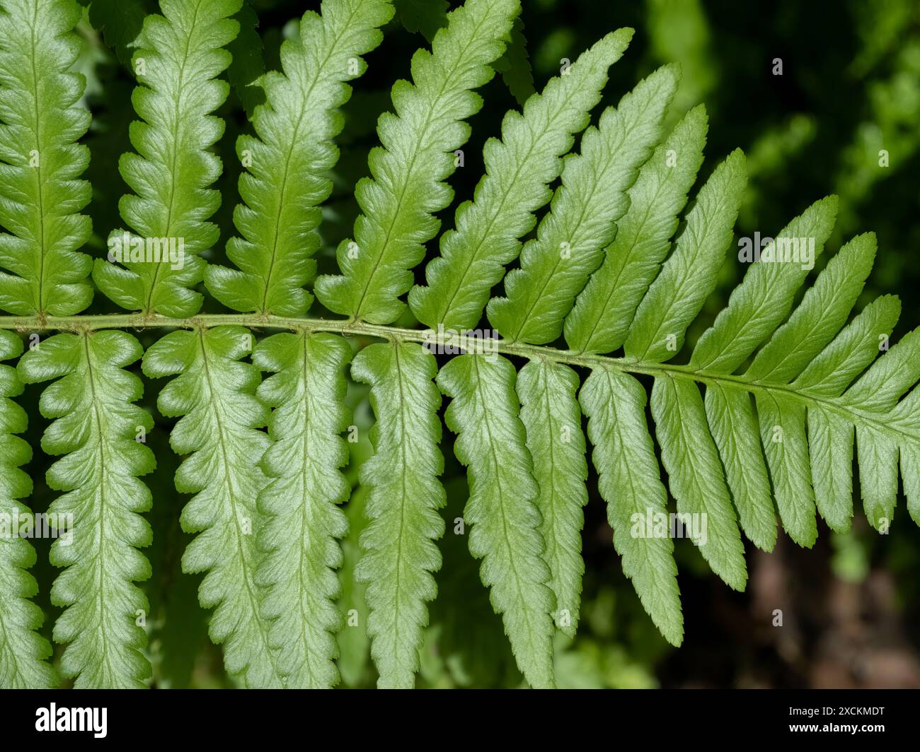Green summer fern leaf hi-res stock photography and images - Alamy
