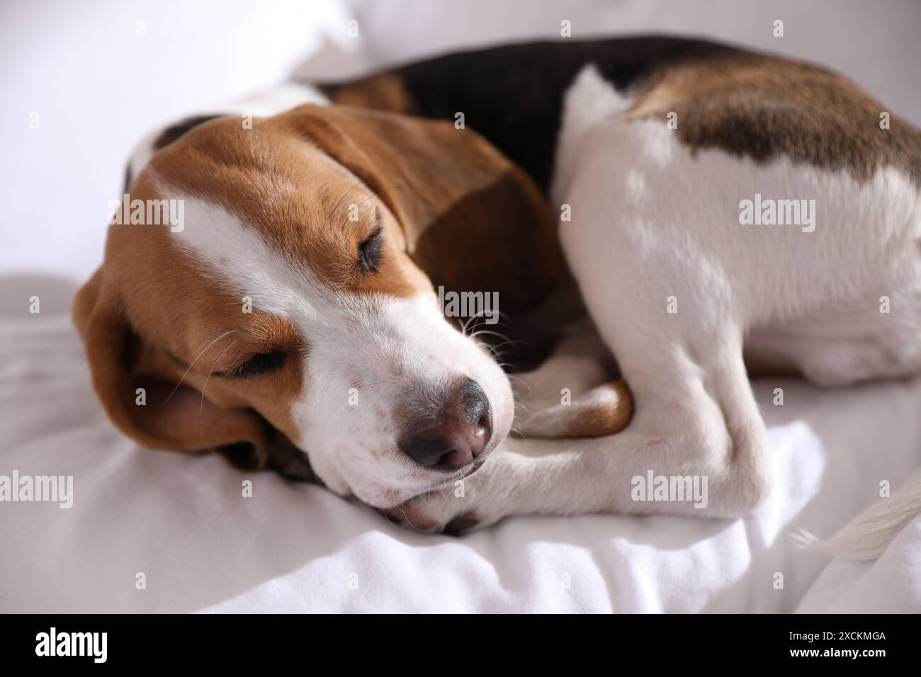 Cute Beagle puppy sleeping on bed. Adorable pet Stock Photo - Alamy