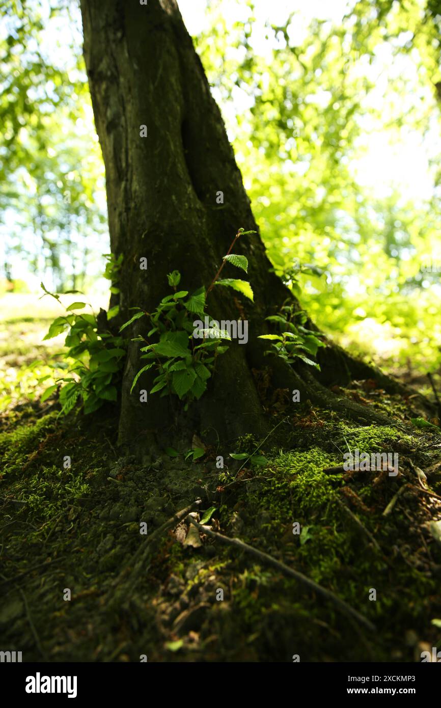 Tree trunk and roots in forest outdoors Stock Photo - Alamy