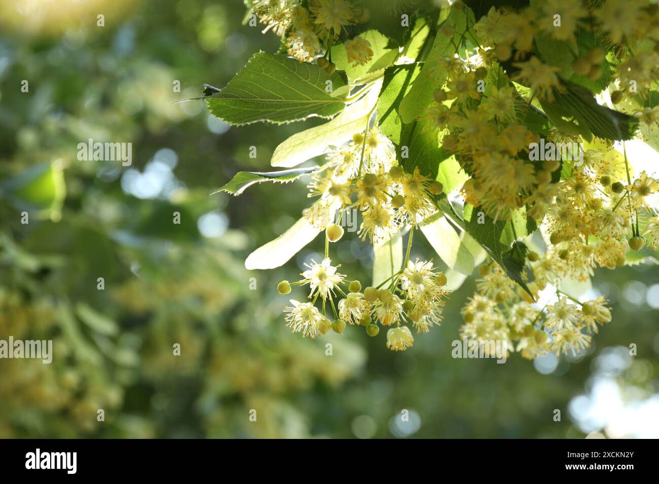 Beautiful linden tree with blossoms and green leaves outdoors Stock ...