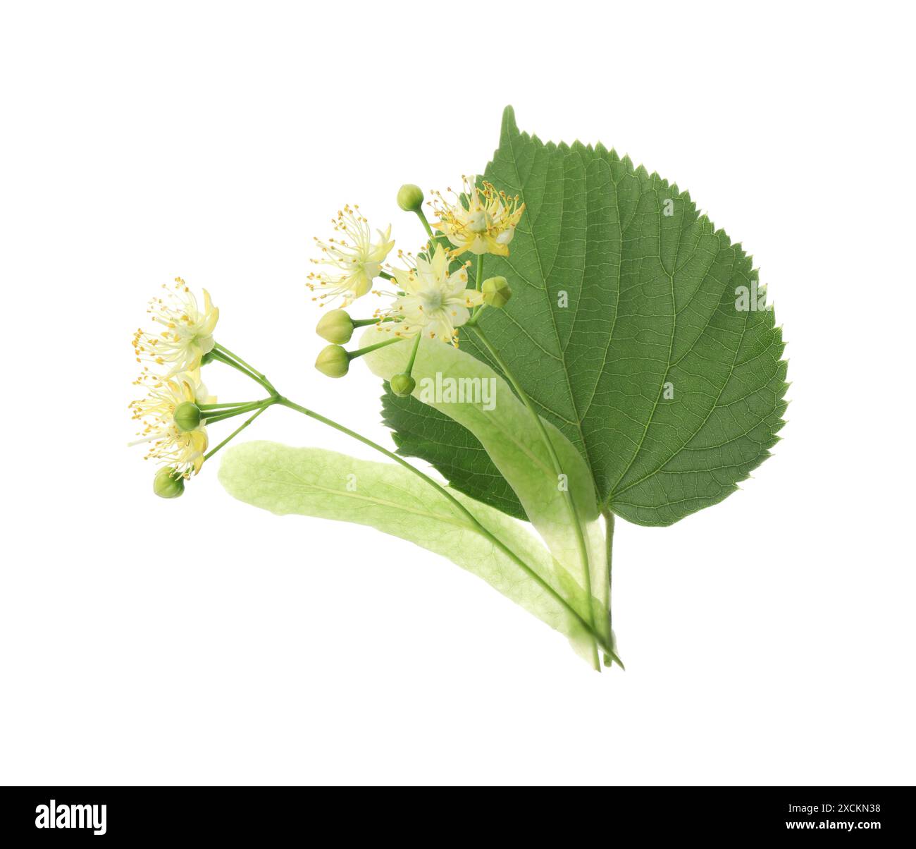 Beautiful linden tree blossom with young fresh green leaf isolated on ...