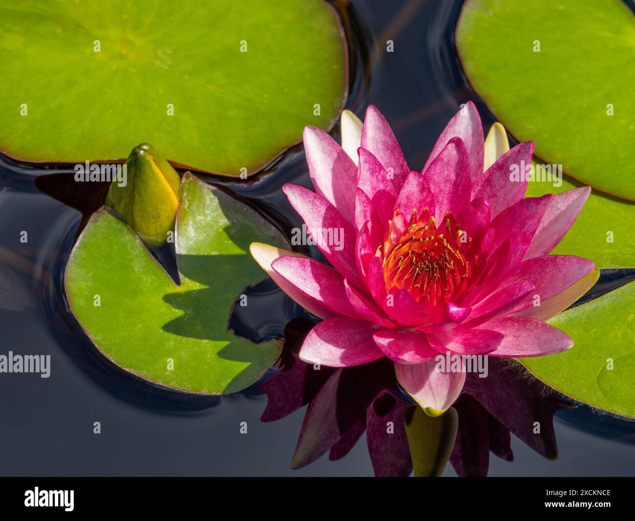 Red flower flower in hi-res stock photography and images - Alamy