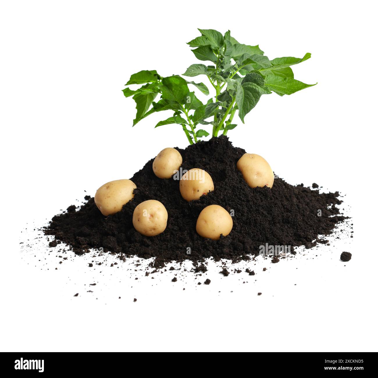 Potato plant with tubers and soil isolated on white Stock Photo - Alamy
