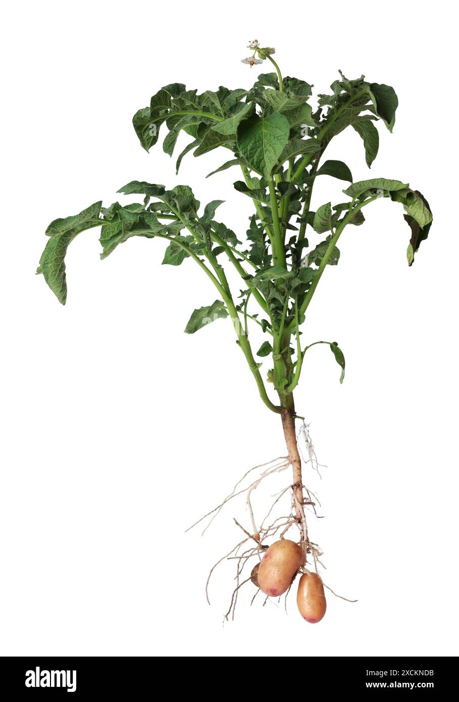 Potato plant with tubers isolated on white Stock Photo - Alamy
