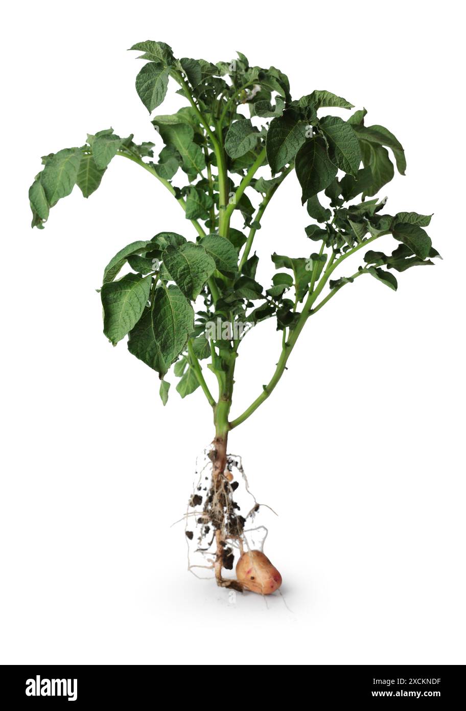 Potato plant with tuber isolated on white Stock Photo - Alamy
