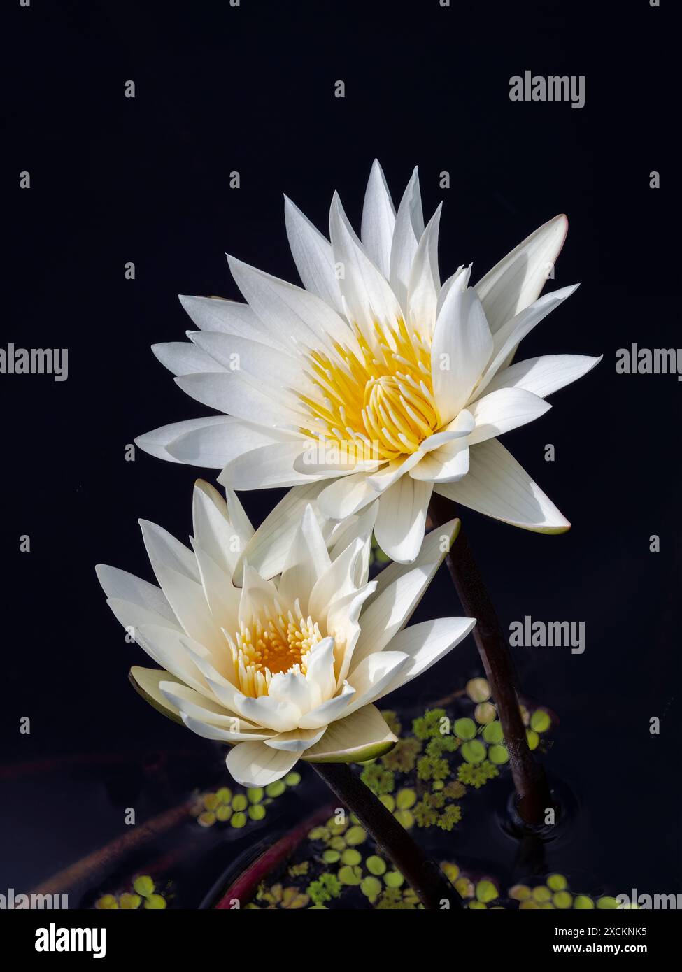 White lotus flower blooming hi-res stock photography and images - Alamy