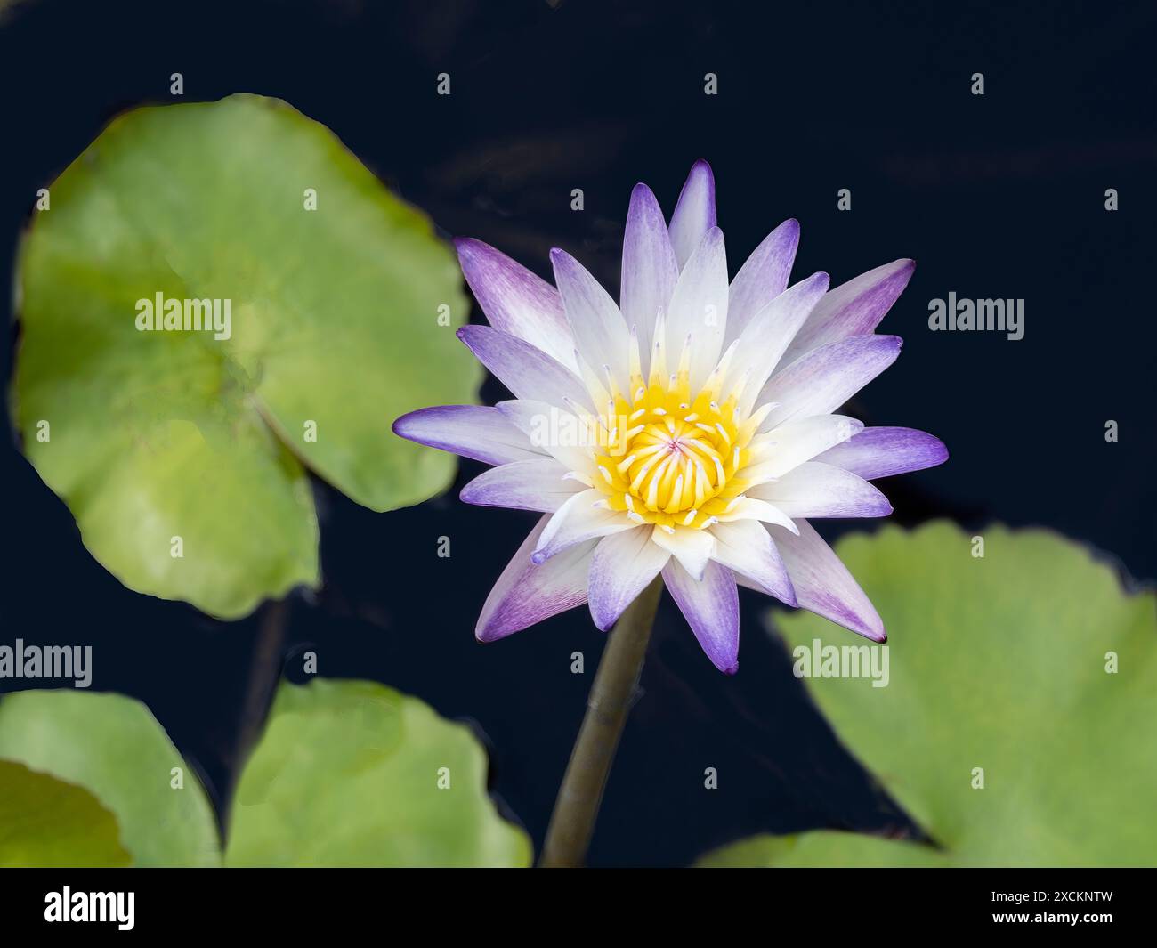 Purple blooming lotus flower Stock Photo - Alamy