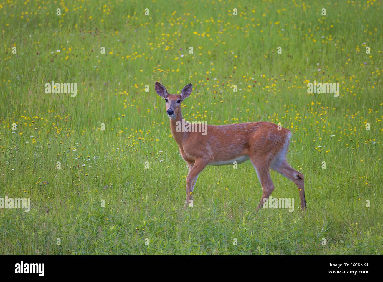 White-tailed doe walking in a field of wildflowers in northern ...