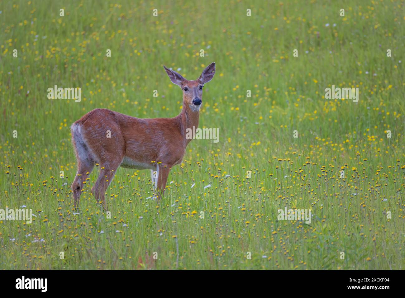 White-tailed doe in a field of wildflowers in northern Wisconsin Stock ...