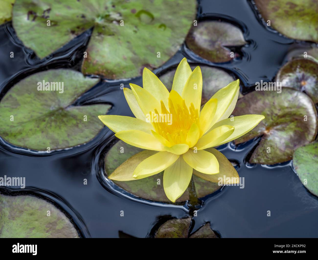 Yellow blooming lotus flower Stock Photo - Alamy