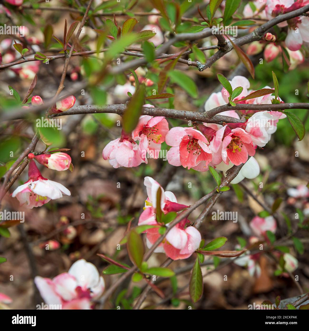 Chaenomeles japonica, called the Japanese quince or Maule's quince, is ...