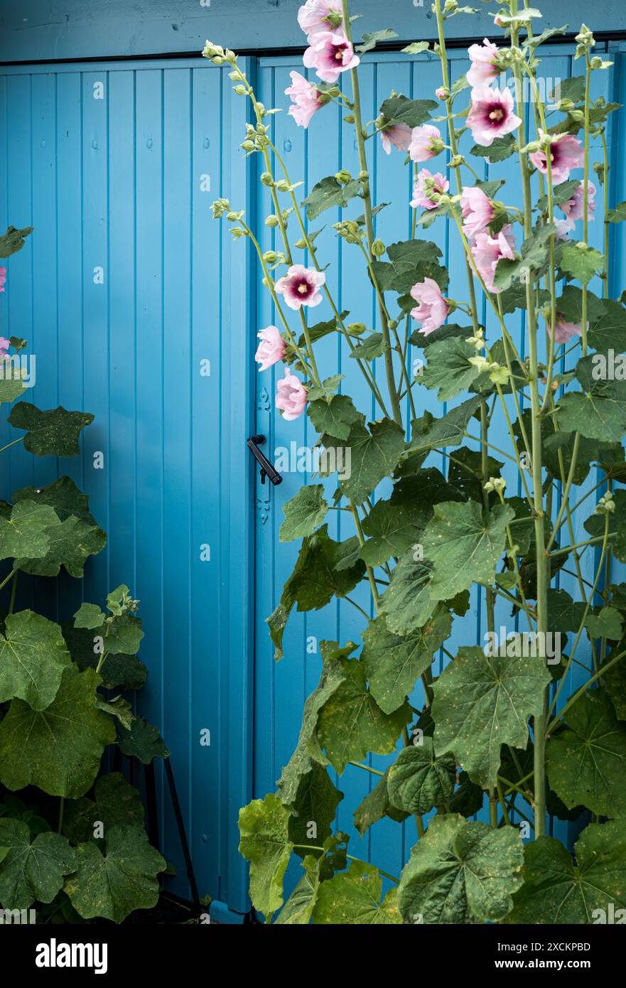 Flowering common hollyhock (Alcea rosea) plants with pink flowers in ...