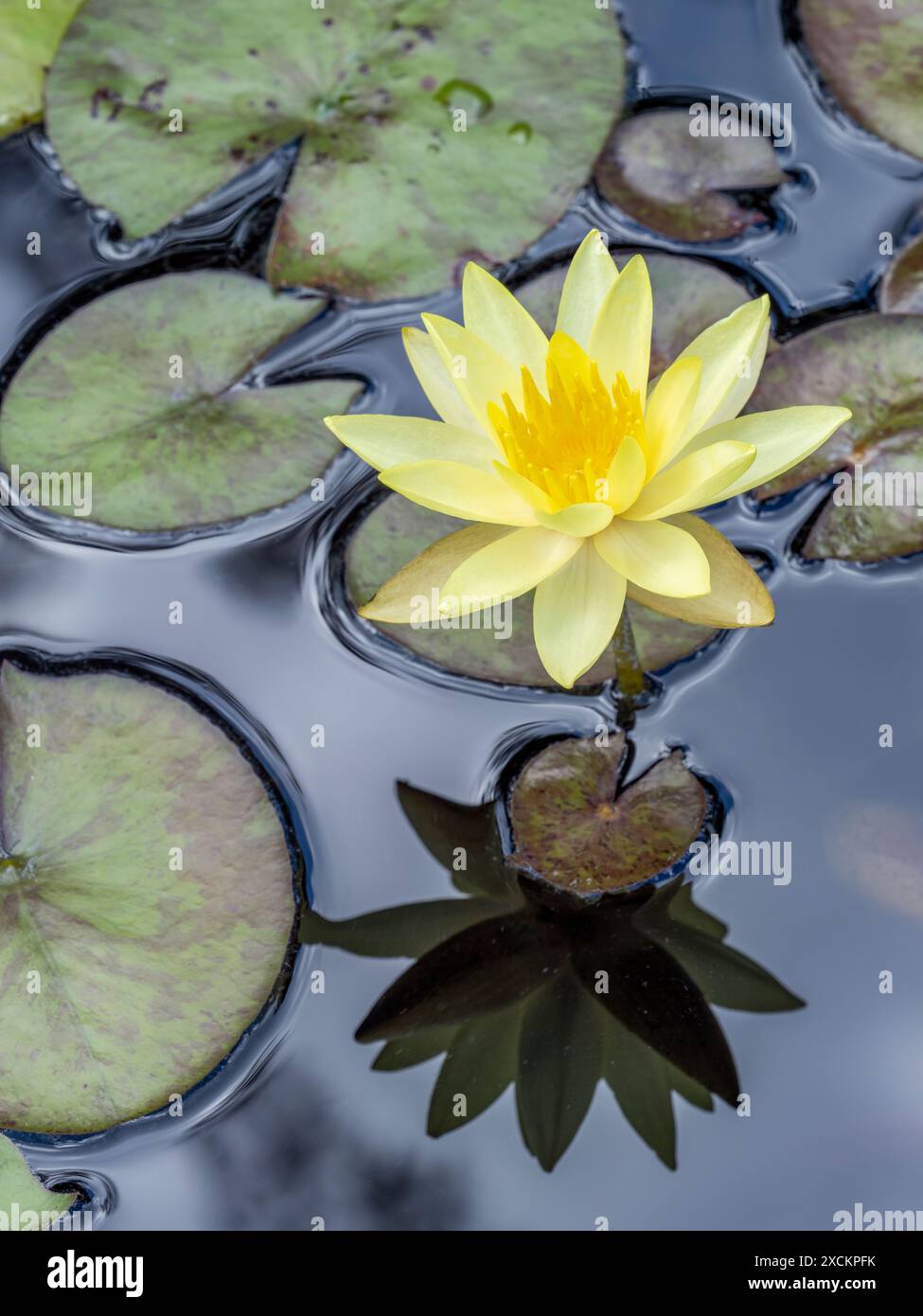 Yellow in bloom hi-res stock photography and images - Alamy