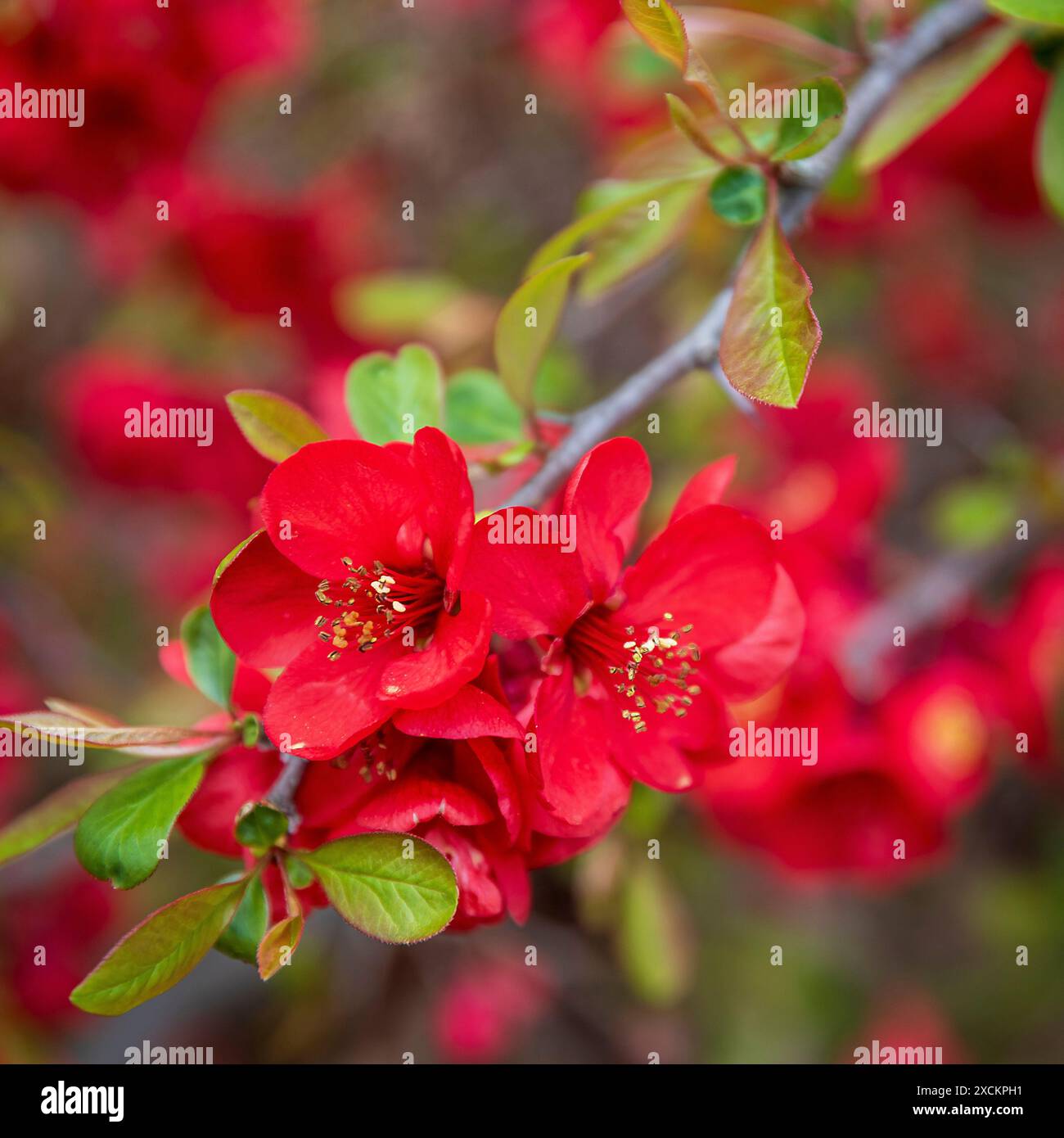 Chaenomeles japonica, called the Japanese quince or Maule's quince, is ...