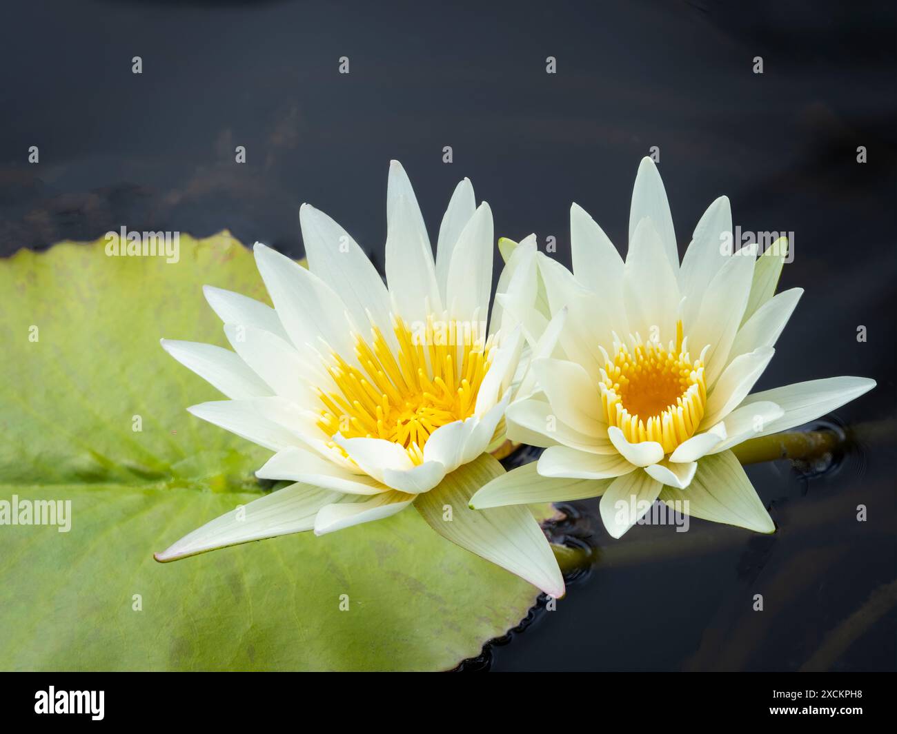 White blooming lotus flower Stock Photo - Alamy
