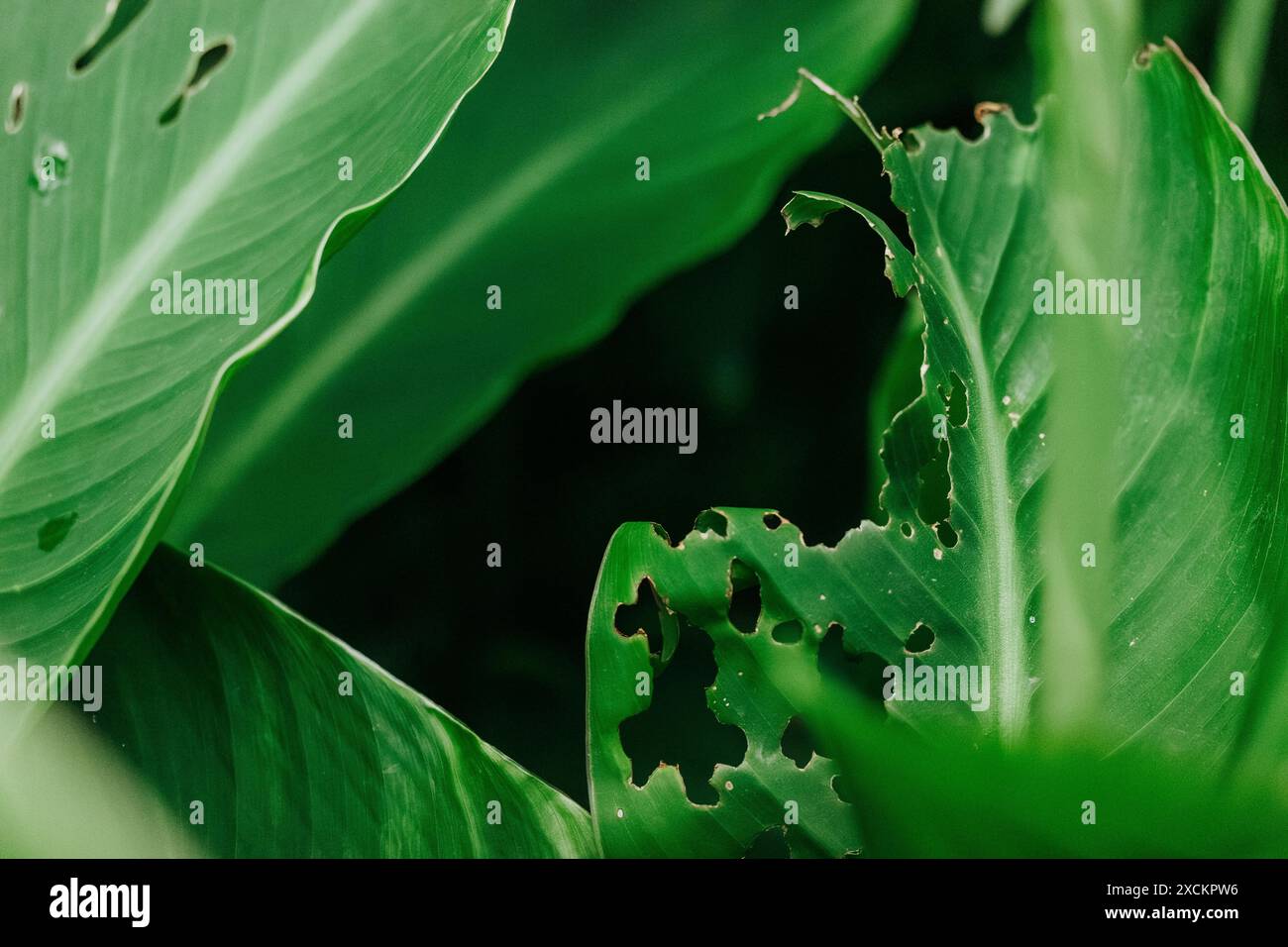 Soybean leaf disease, damage by abiotic stress in tropical park, garden ...