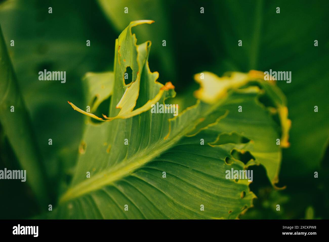 Soybean leaf disease, damage by abiotic stress in tropical park, garden ...