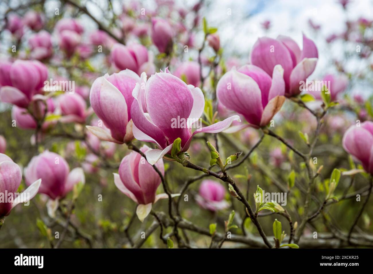 Spring in London. Magnolia Leonard Messel, white flower and bud opening ...