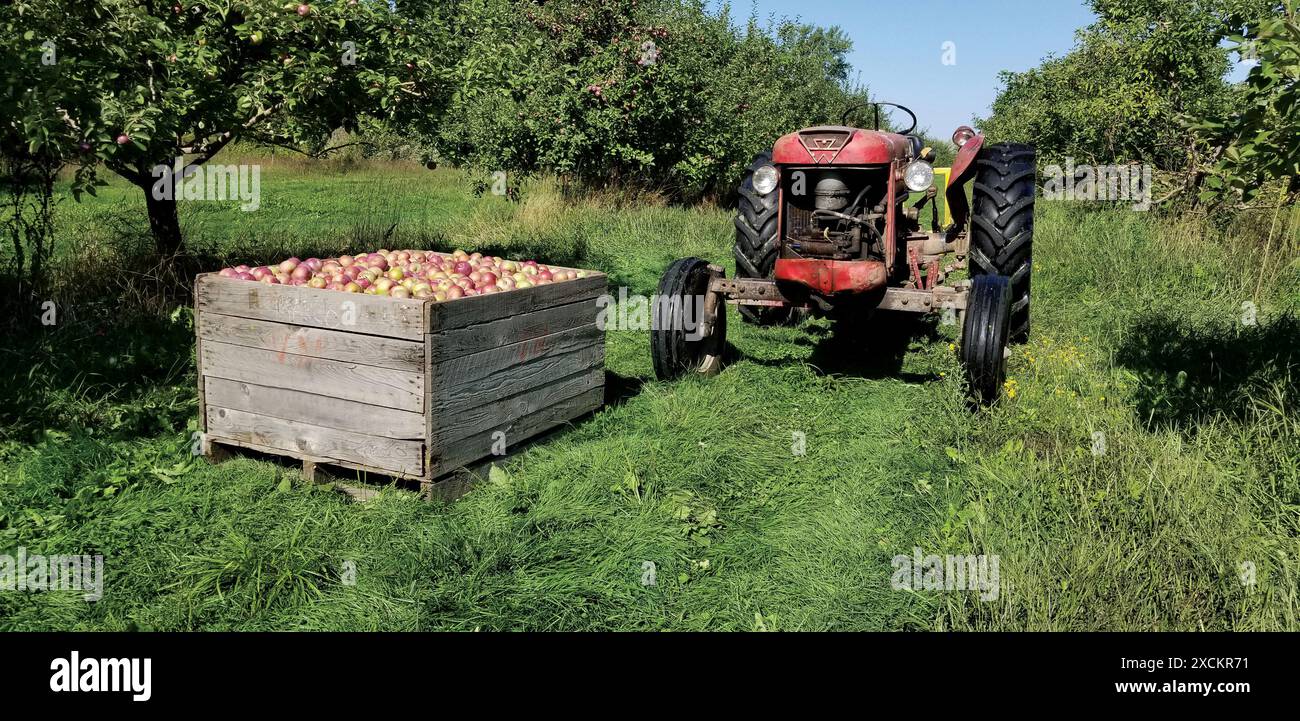 Crate apples tractor hi-res stock photography and images - Alamy