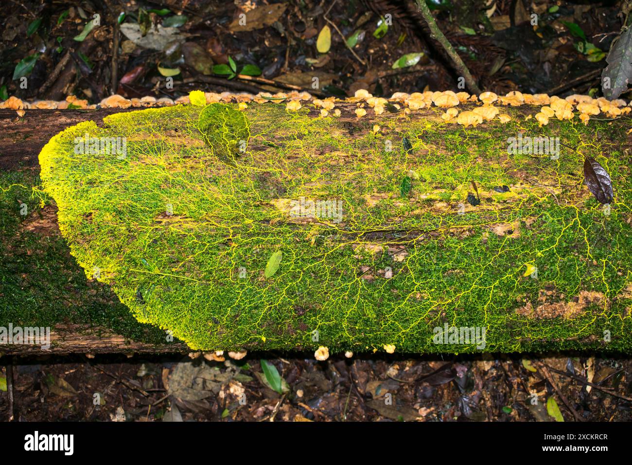 Phaneroplasmodium hi-res stock photography and images - Alamy