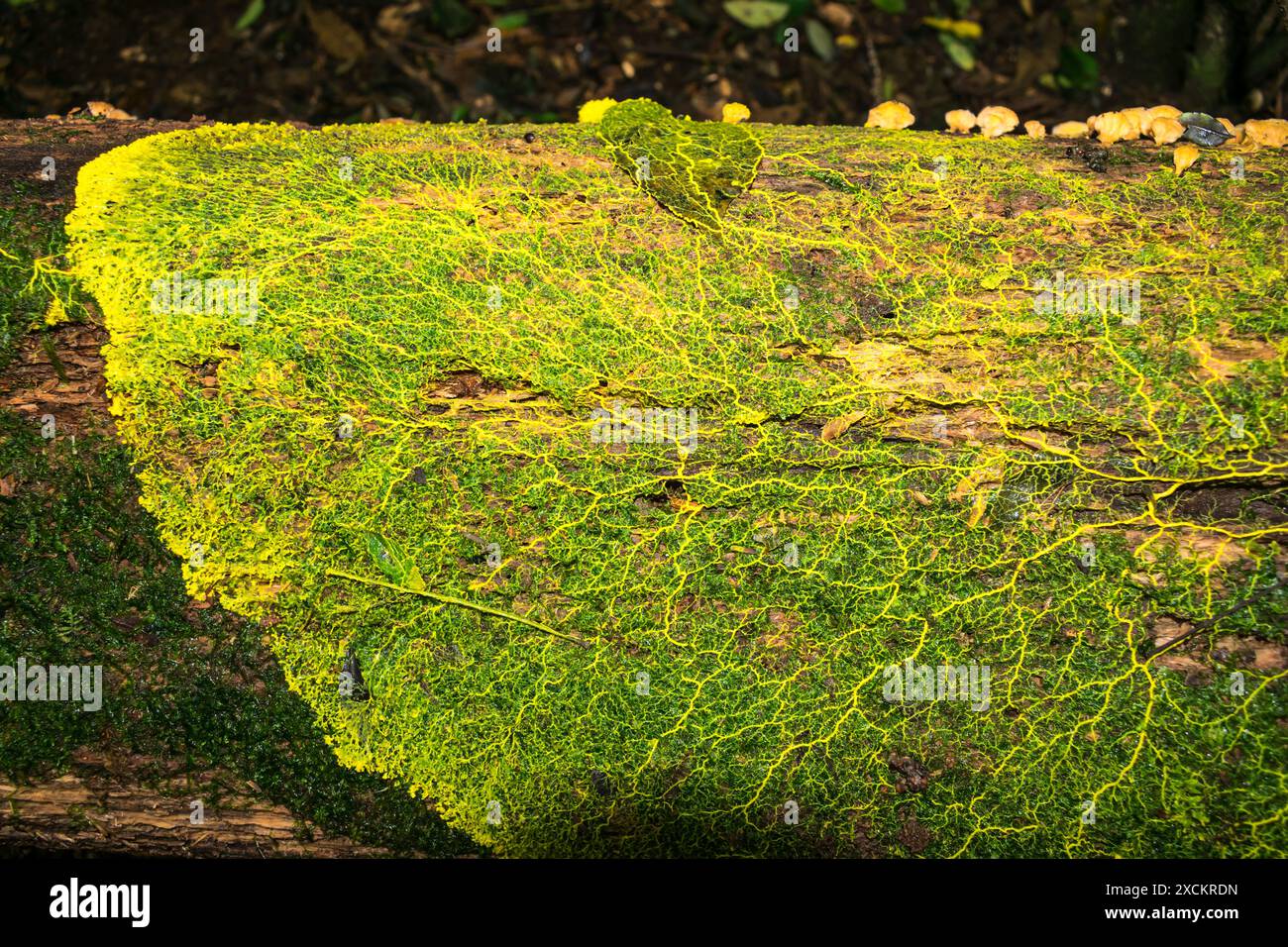 Yellow slime mold plasmodium (family Physaraceae) on dead trunk in the ...