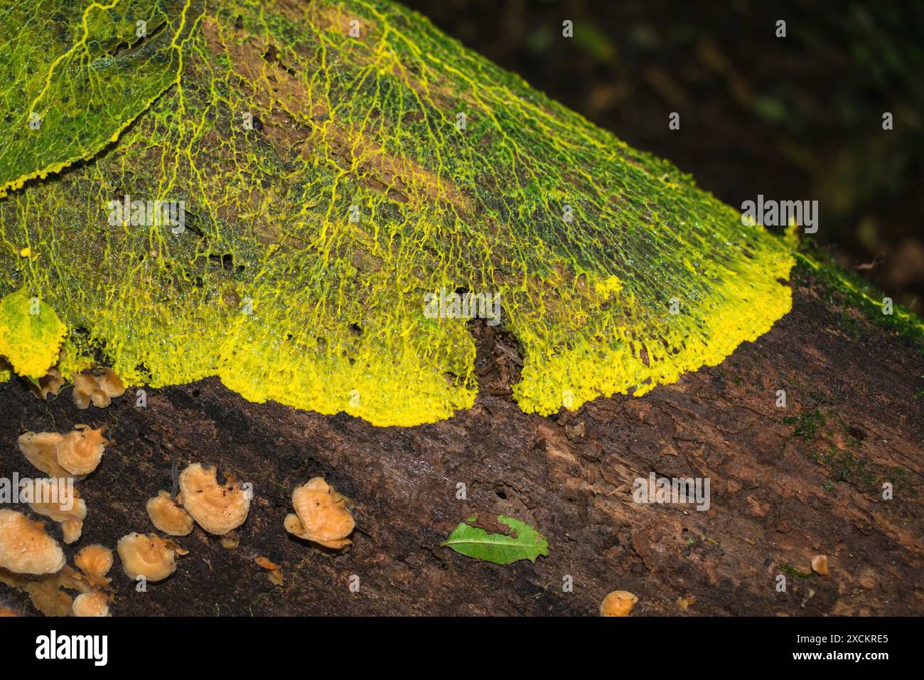 Yellow slime mold plasmodium (family Physaraceae) on dead trunk in the ...